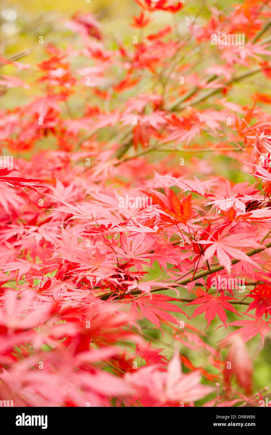 Acer sumi nagashi hi-res stock photography and images - Alamy