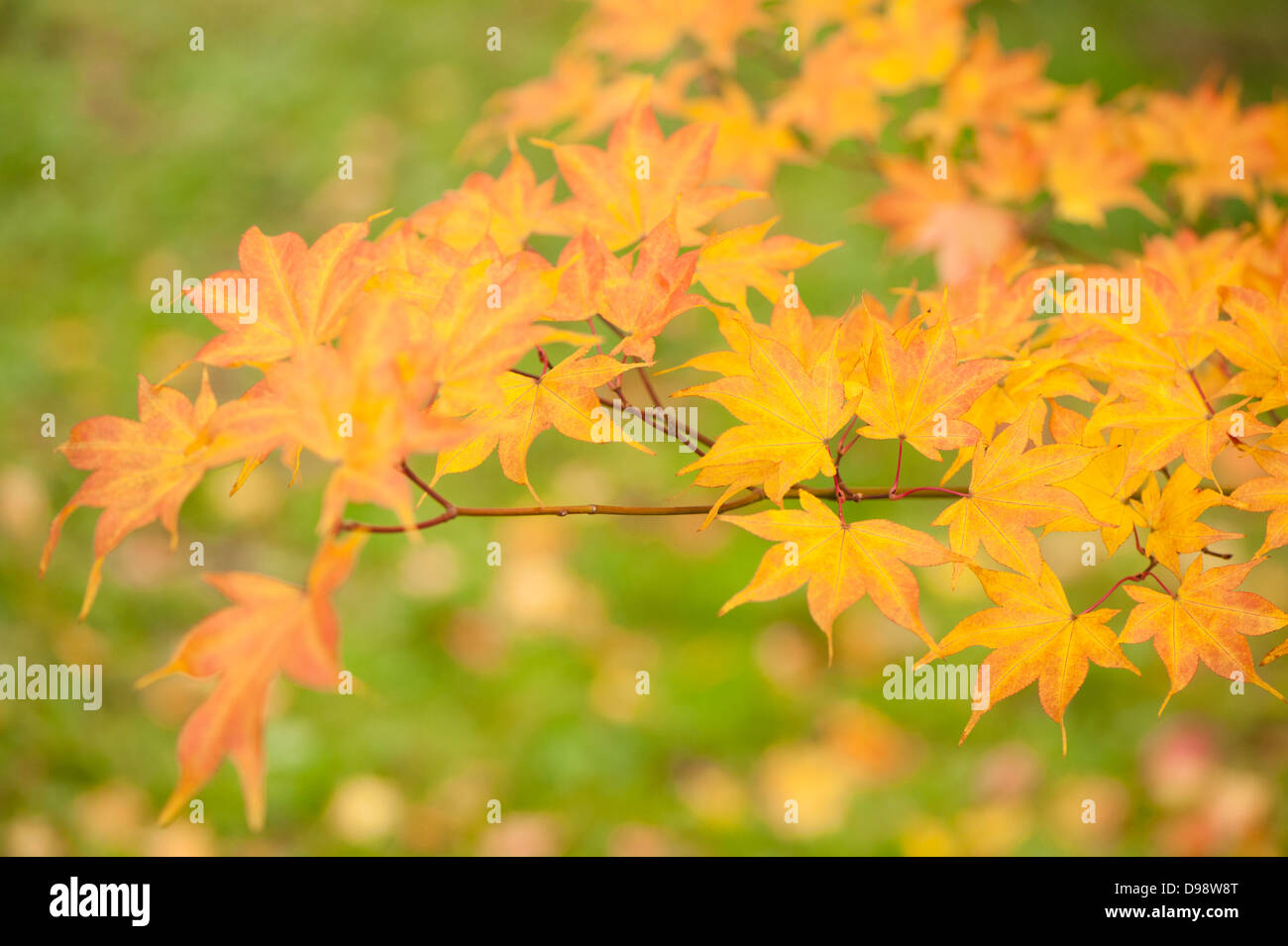 Acer palmatum 'Ichigyoji', Japanese Maple, in autumn Stock Photo - Alamy