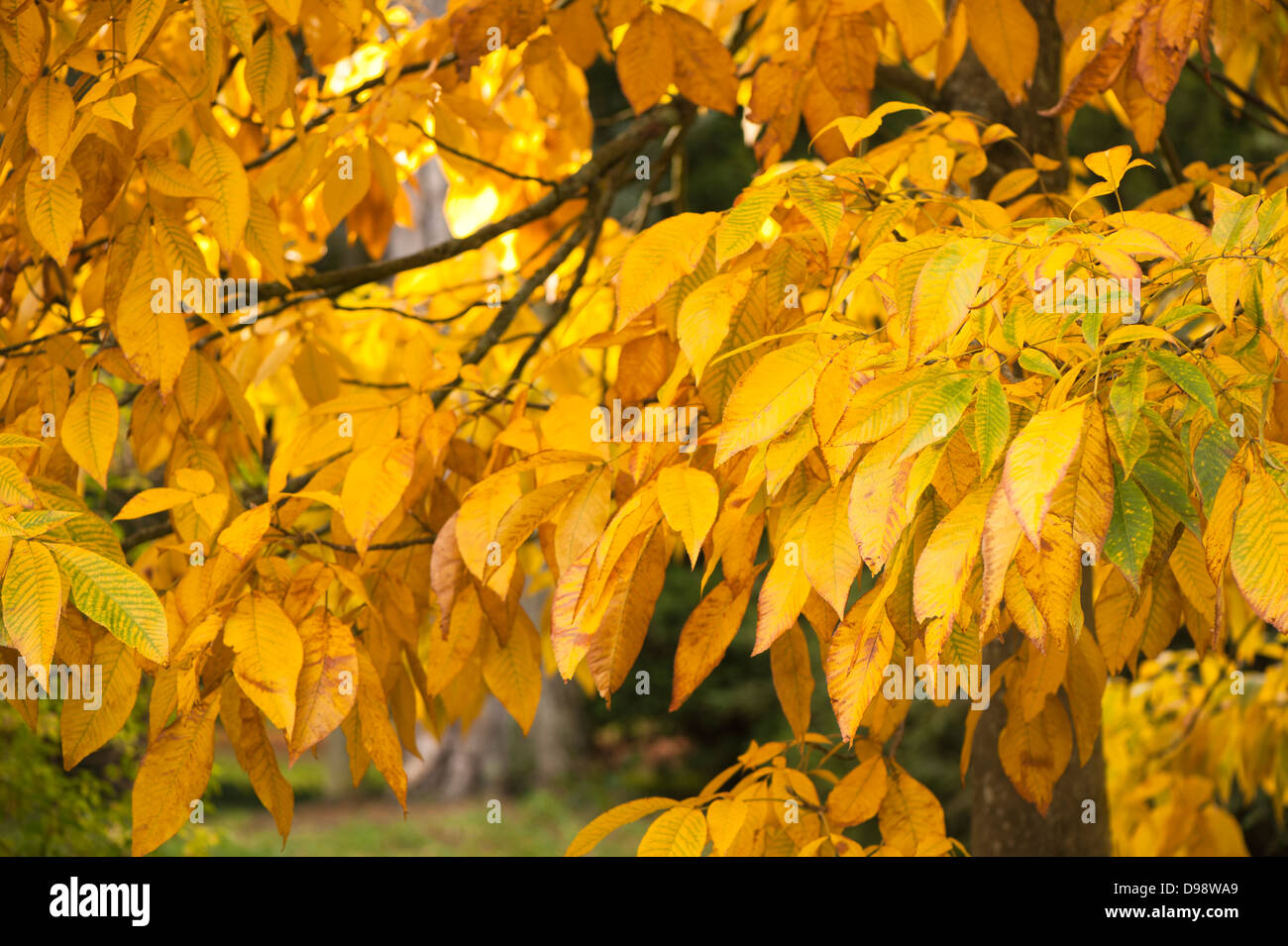 Shagbark Hickory Fall Color at Donald Blanton blog