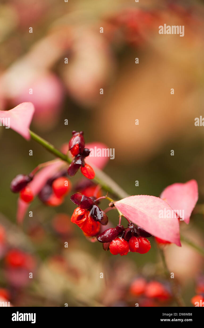 Euonymus alatus, Winged Spindle Tree, in autumn Stock Photo - Alamy
