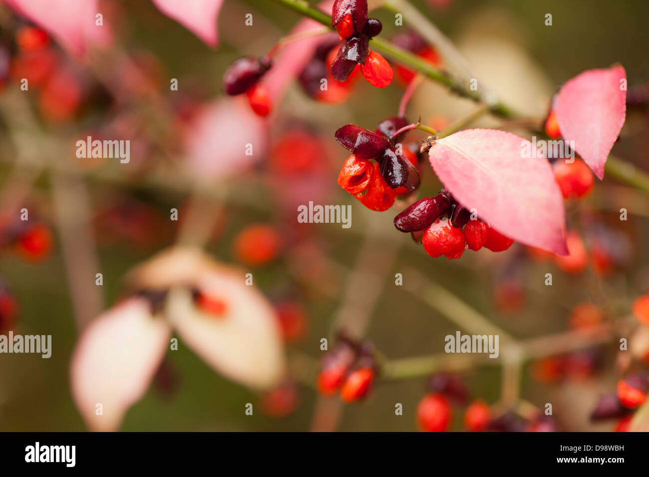Euonymus alatus, Winged Spindle Tree, in autumn Stock Photo - Alamy