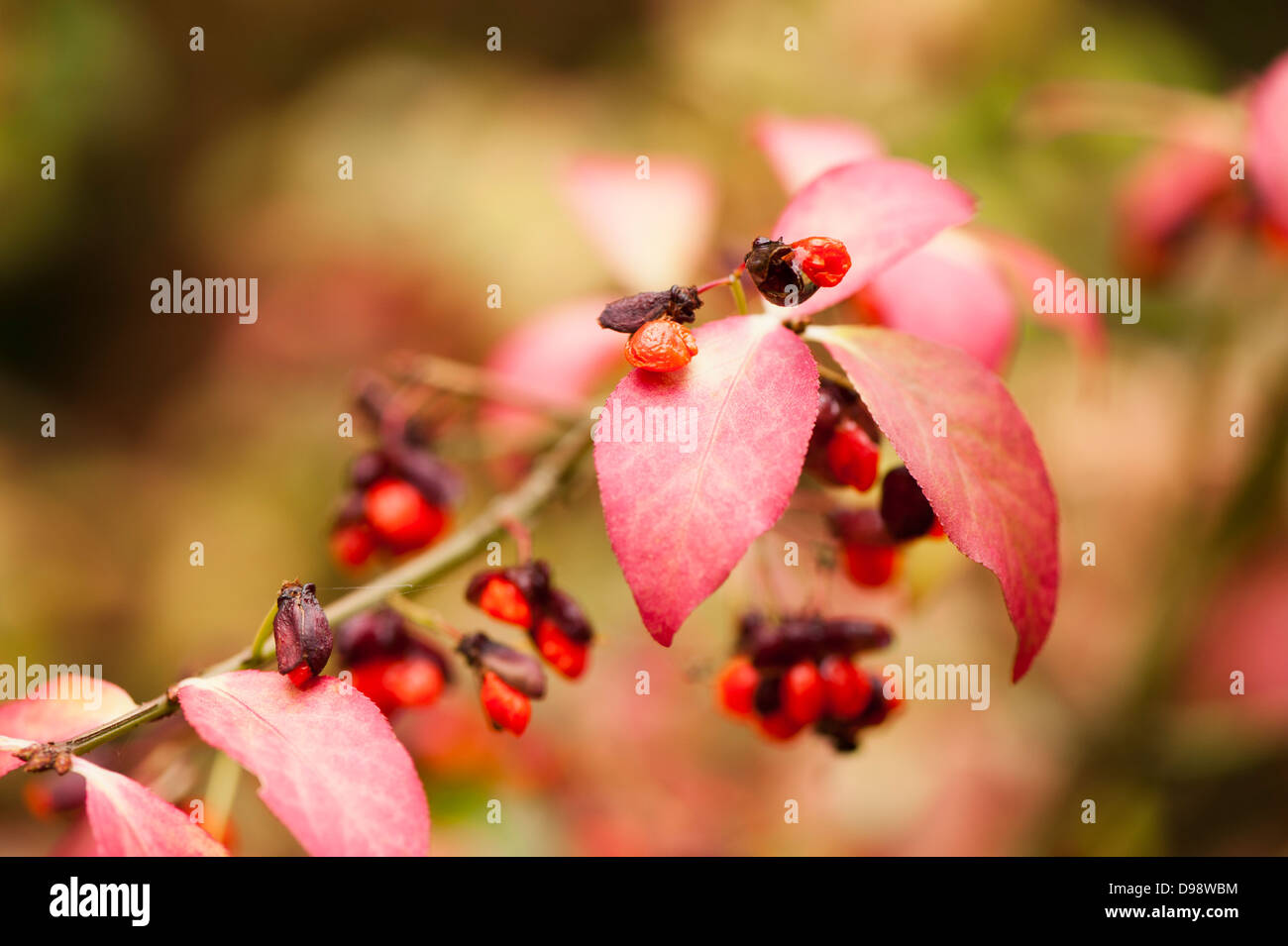 Euonymus alatus, Winged Spindle Tree, in autumn Stock Photo - Alamy