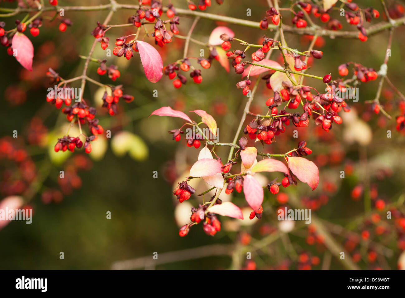 Euonymus alatus, Winged Spindle Tree, in autumn Stock Photo - Alamy