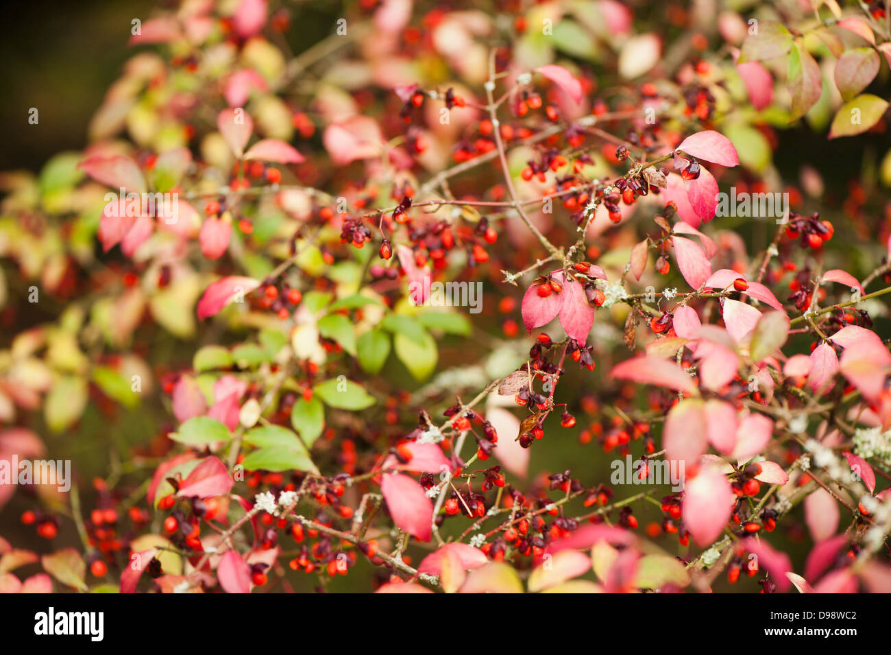Euonymus alatus winged spindle tree hi-res stock photography and images ...
