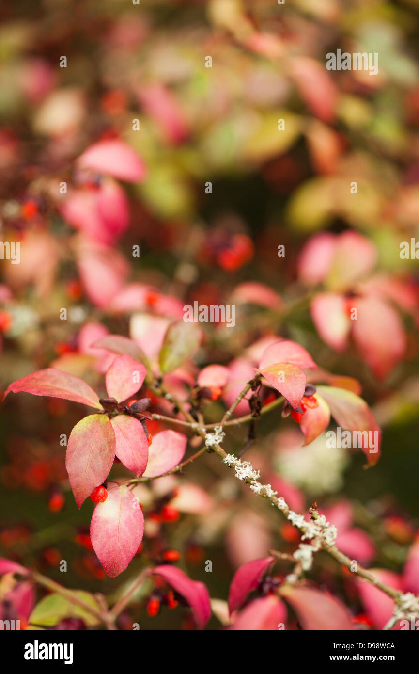 Euonymus alatus winged spindle tree hi-res stock photography and images ...