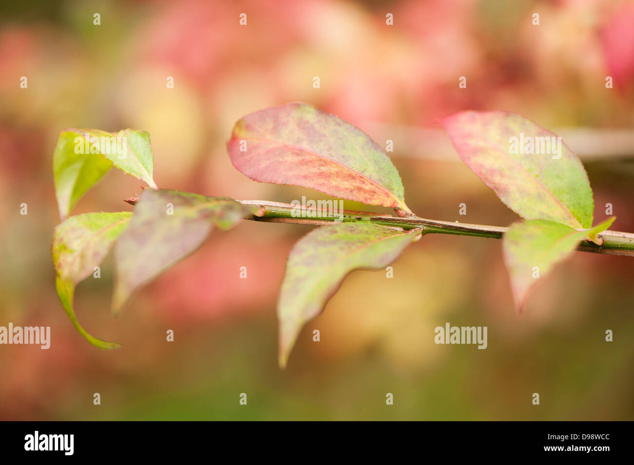 Euonymus alatus winged spindle tree hi-res stock photography and images ...
