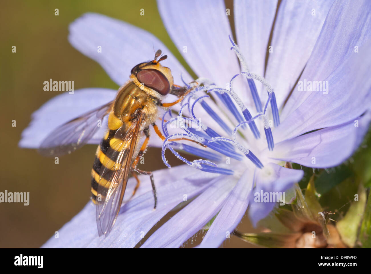 Closeup of an american hoverfly (Metasyrphus americanus) feeding on a chicory blossom (Cichorium ...