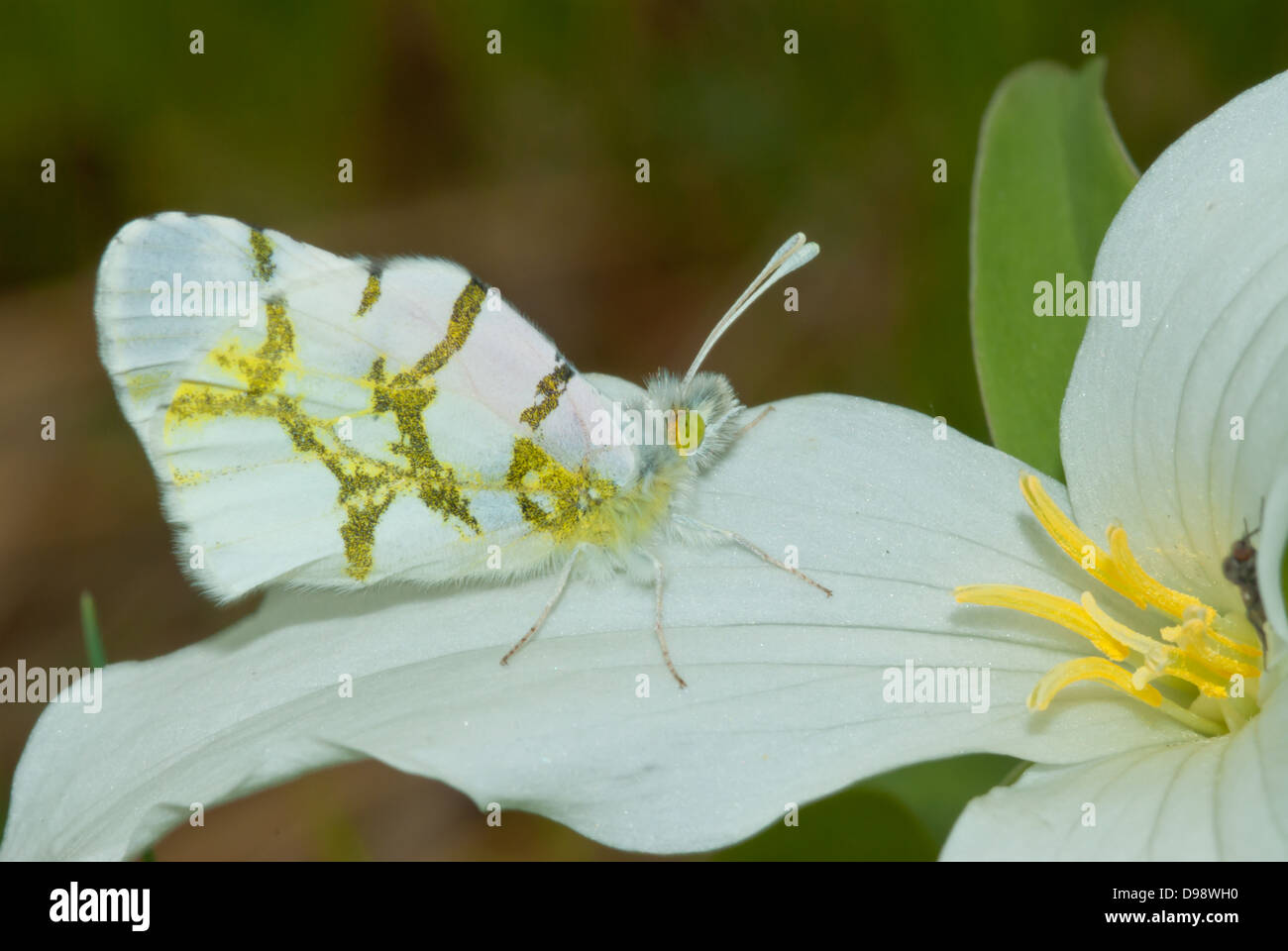Closeup of an olympic marble butterfly (Euchloe olympia) perched on a ...