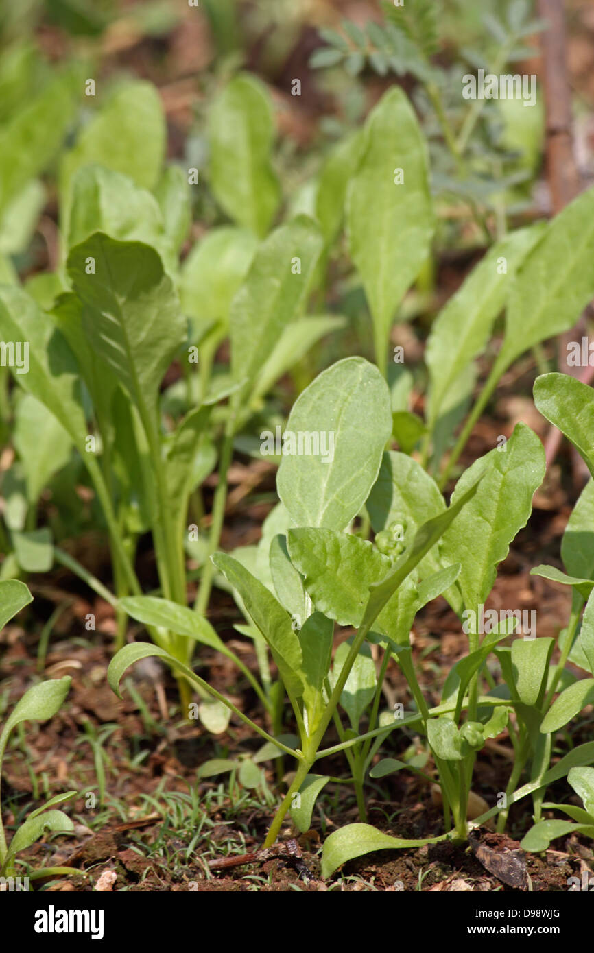 Spinach, Spinacia oleracea Stock Photo - Alamy