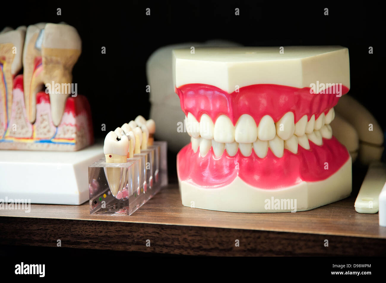 Learning tools for dental school including model of teeth Stock Photo ...
