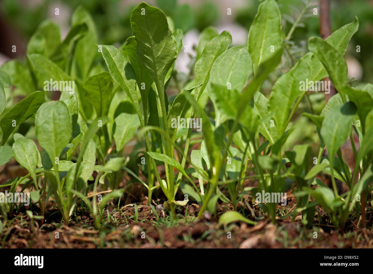 Spinach, Spinacia oleracea Stock Photo - Alamy