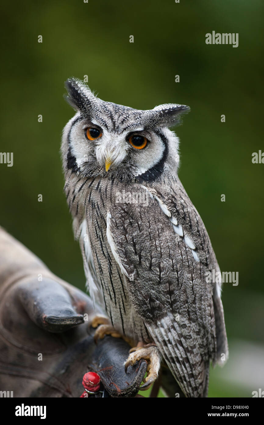 White faced scops owl falconry hi-res stock photography and images - Alamy