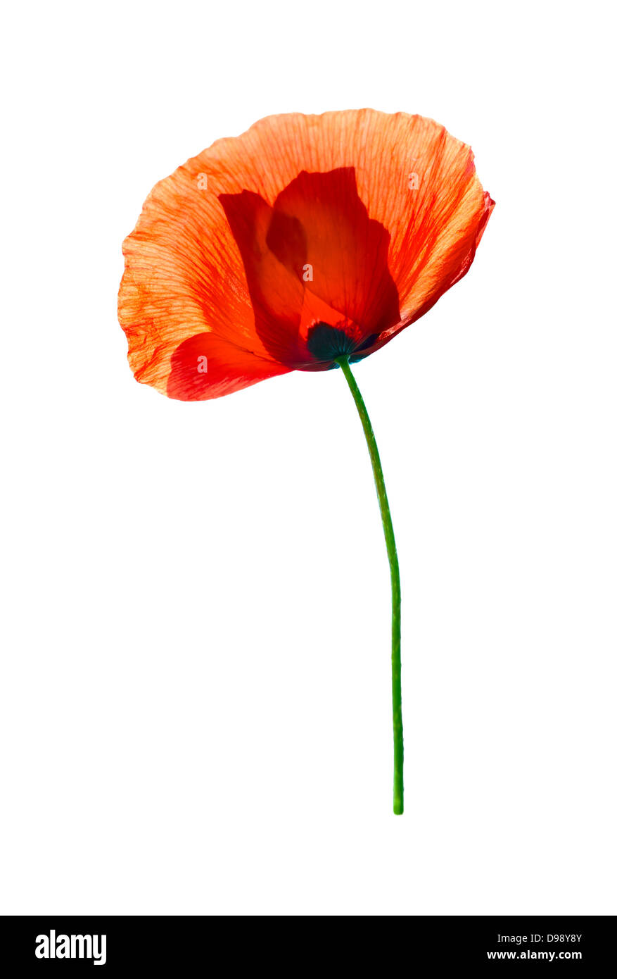 Red field poppy (Papaver rhoeas) isolated on white background Stock ...