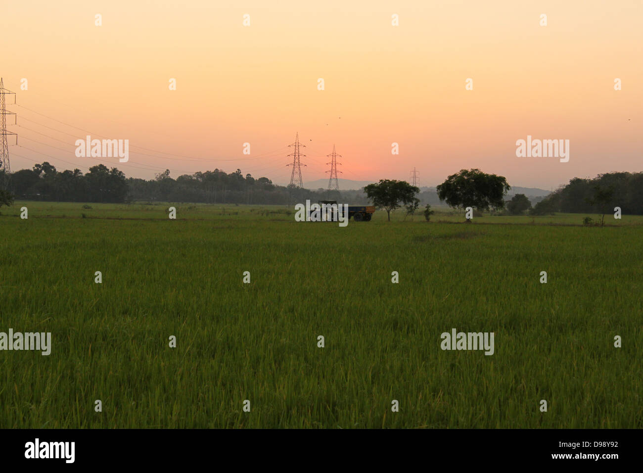 Evening Paddy field Kerala India Stock Photo - Alamy