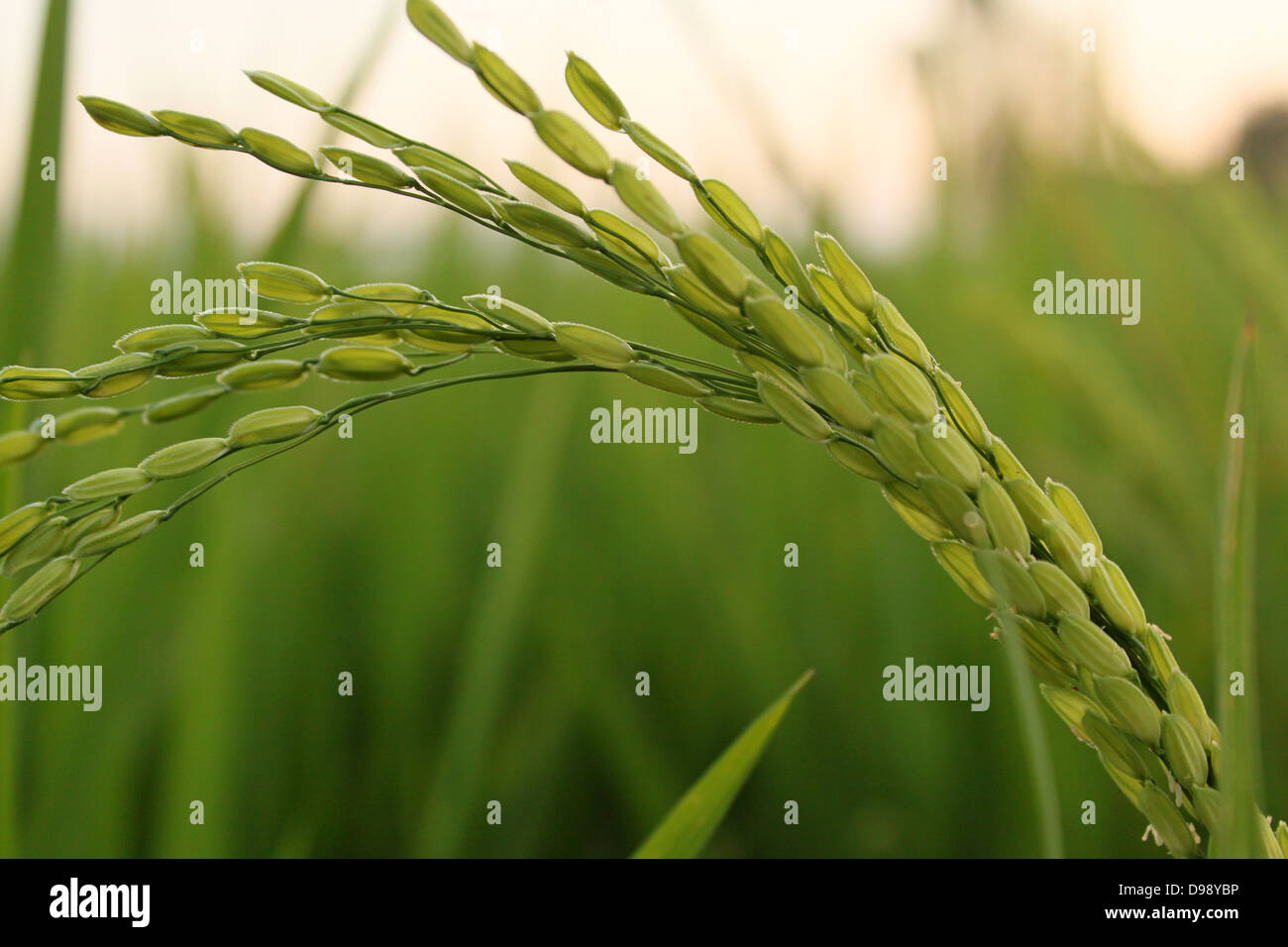 Bunch of paddy hi-res stock photography and images - Alamy