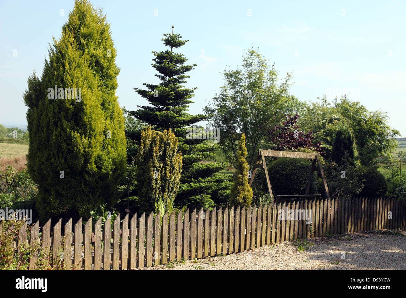Evergreen conifers in an Irish garden Stock Photo - Alamy