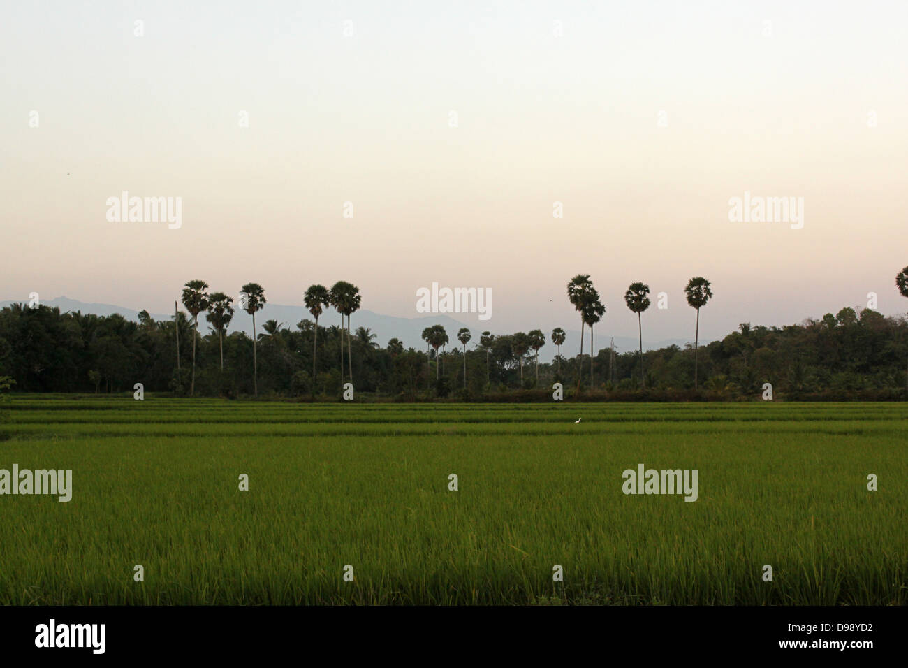 Rice farming in kerala hi-res stock photography and images - Alamy