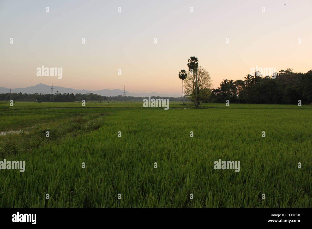 Paddy field of kerala hi-res stock photography and images - Alamy