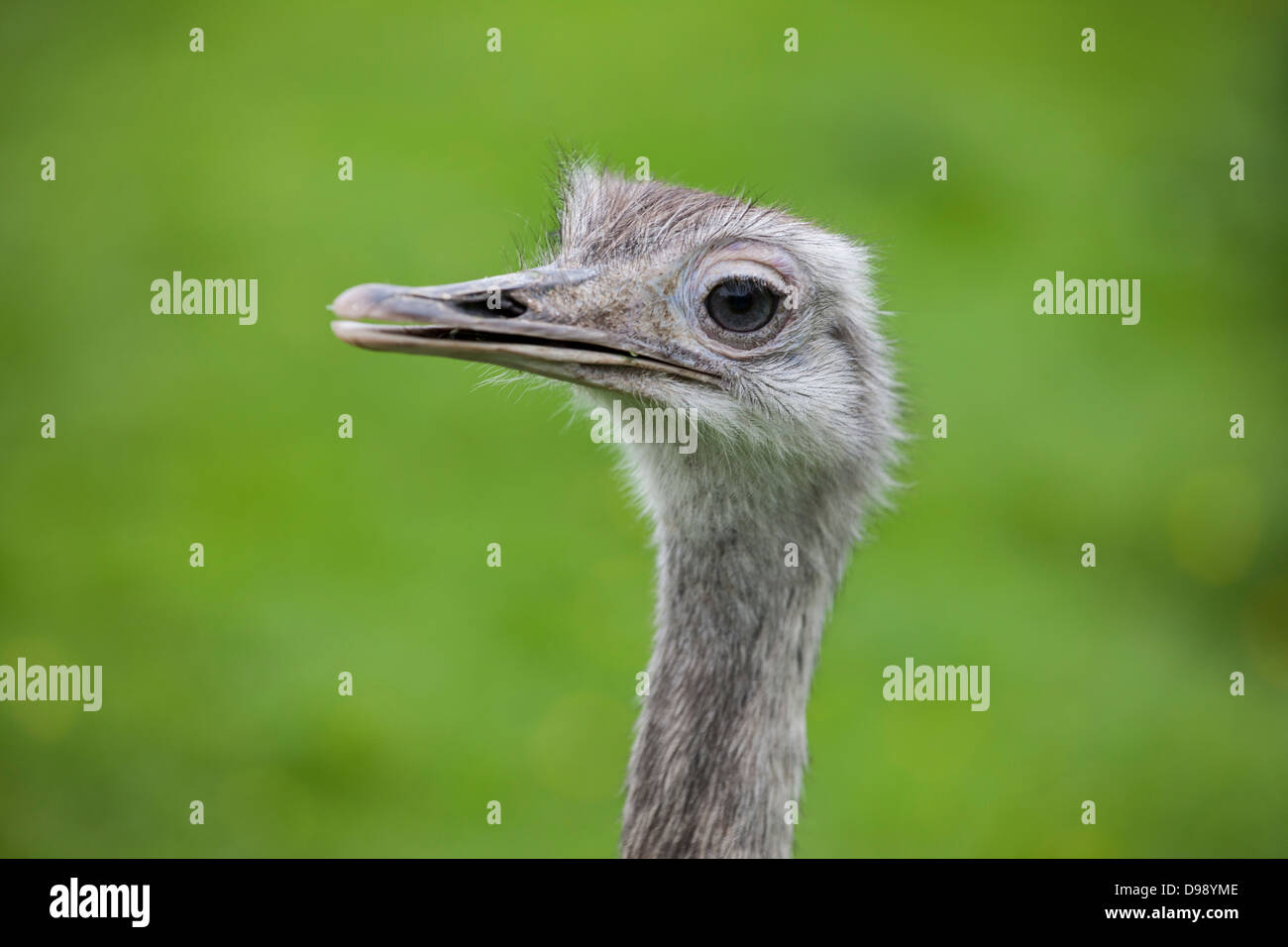 Rhea - Rheiformes - very large flightless birds Stock Photo - Alamy