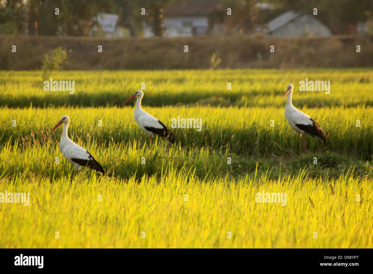 Siberian cranes migration hi-res stock photography and images - Alamy