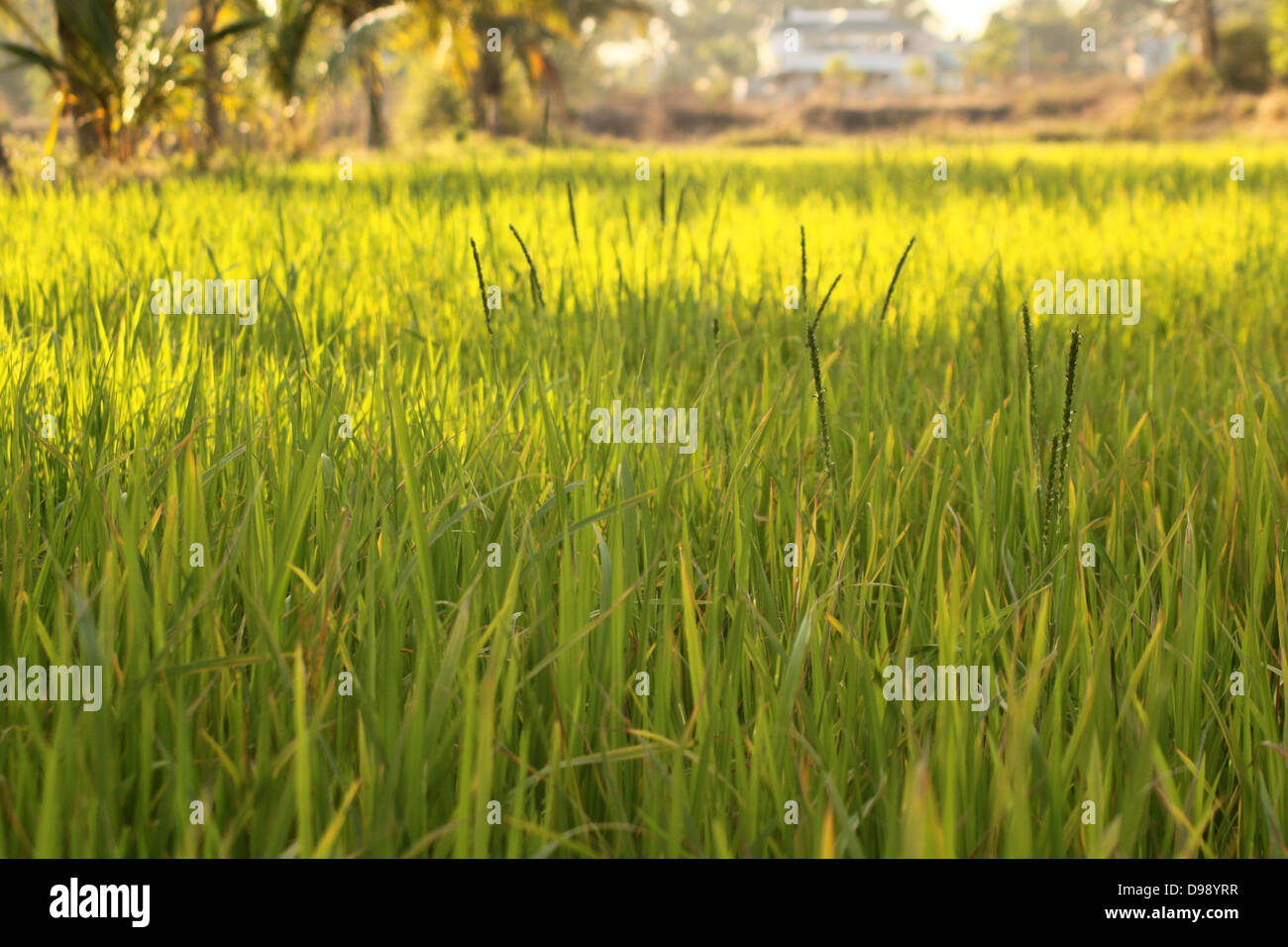 Rice paddy close up hi-res stock photography and images - Alamy