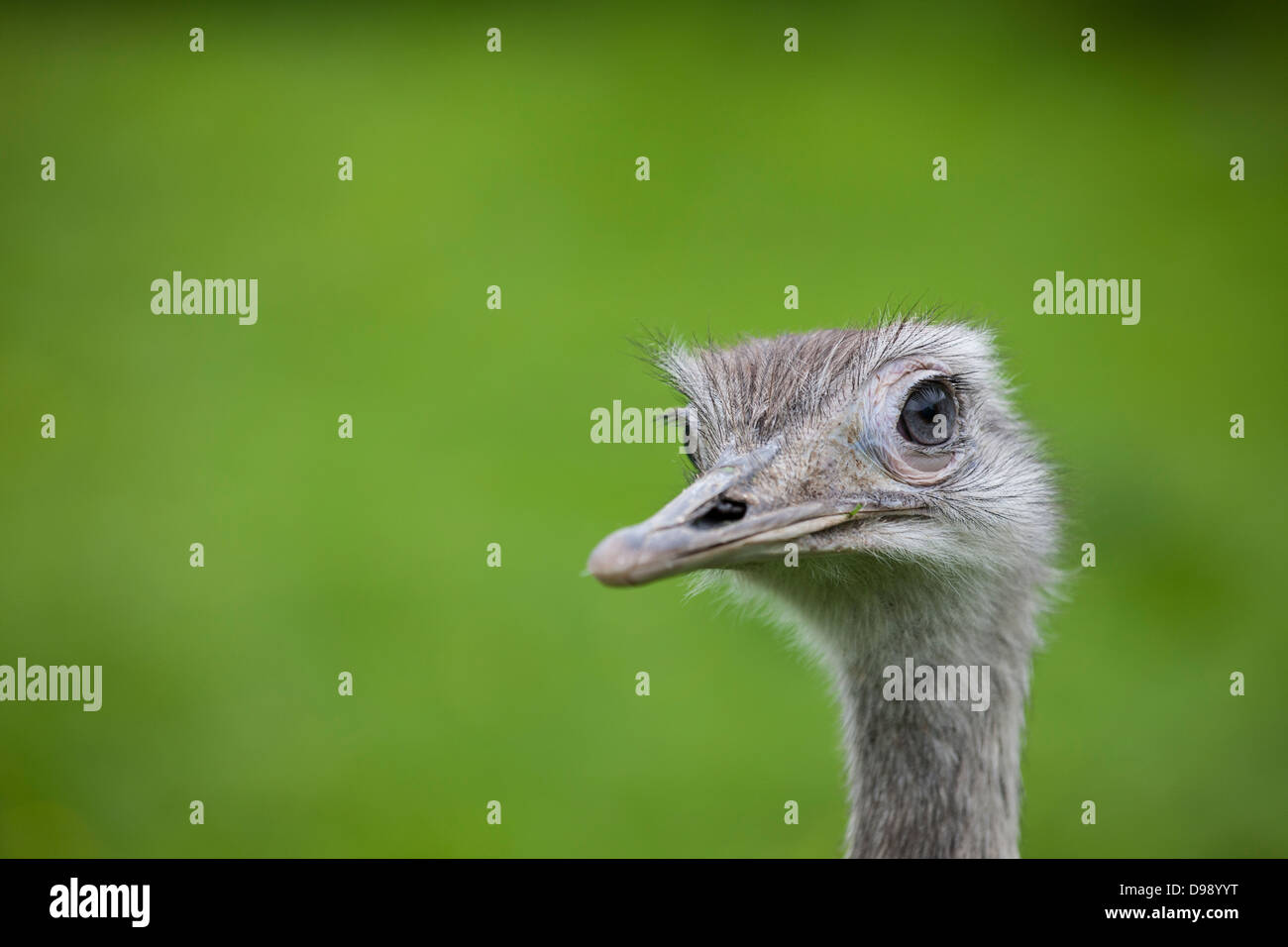 Rhea - Rheiformes - very large flightless birds Stock Photo - Alamy