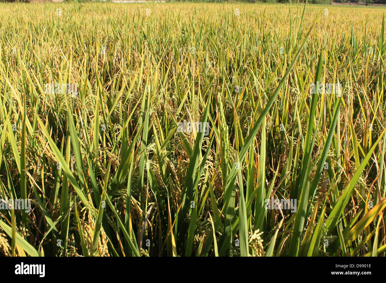 Close up of rice field hi-res stock photography and images - Alamy