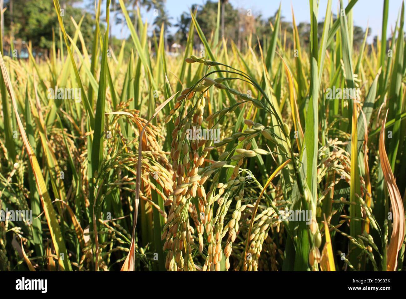 Rice Paddies Up Close