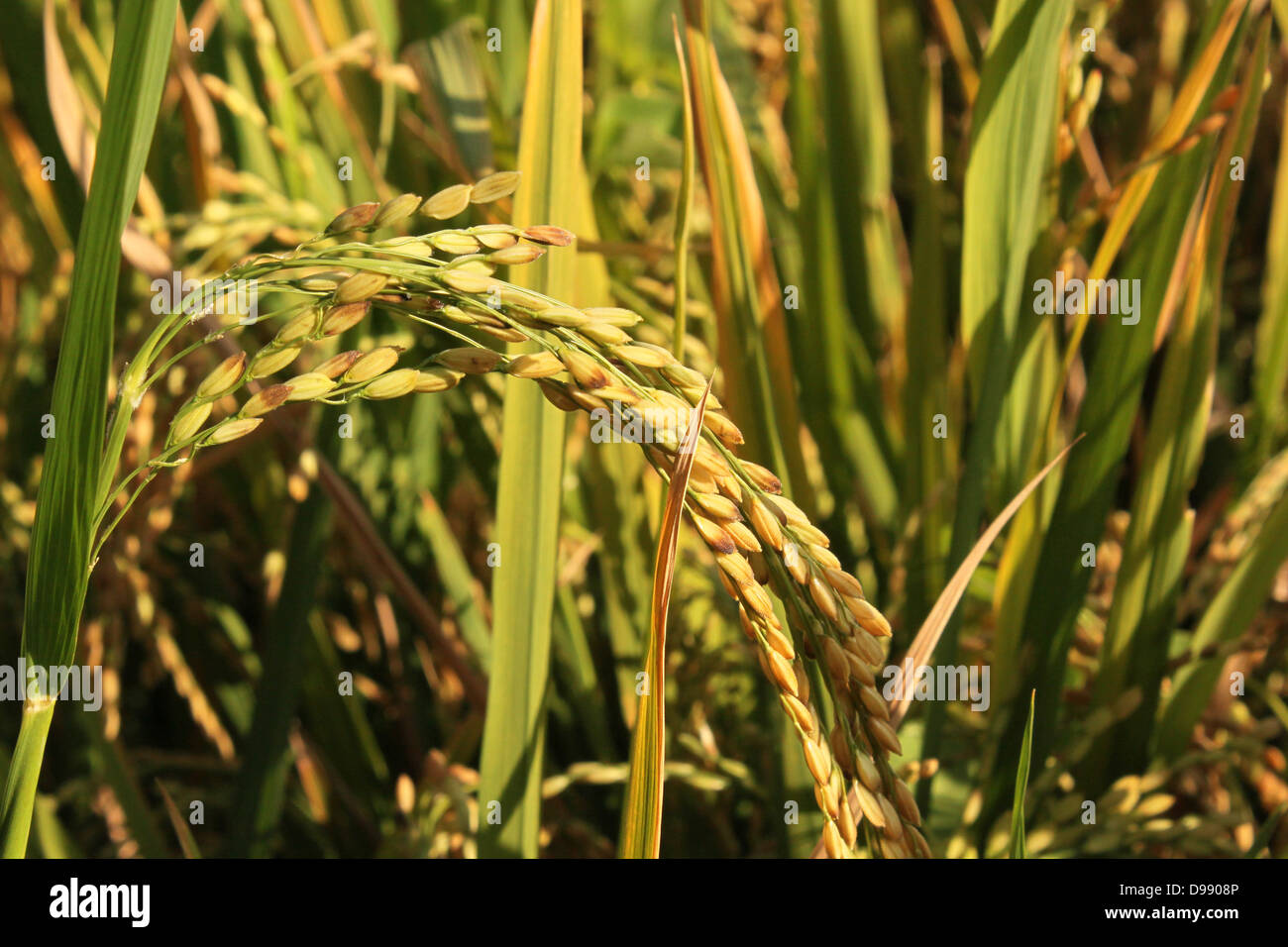close up image of ripe Paddy Kerala India Stock Photo - Alamy
