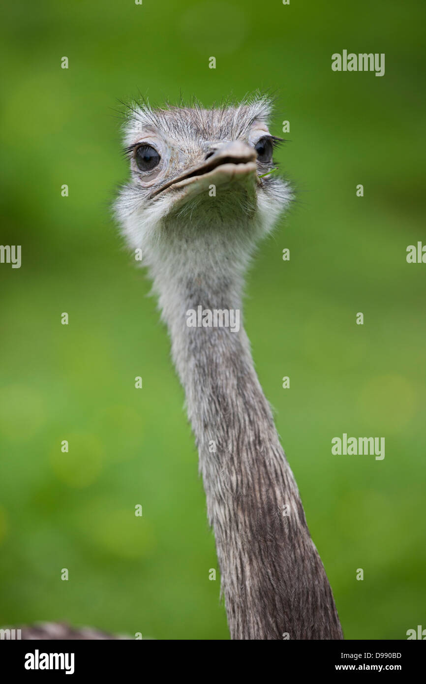 Rhea - Rheiformes - very large flightless birds Stock Photo - Alamy
