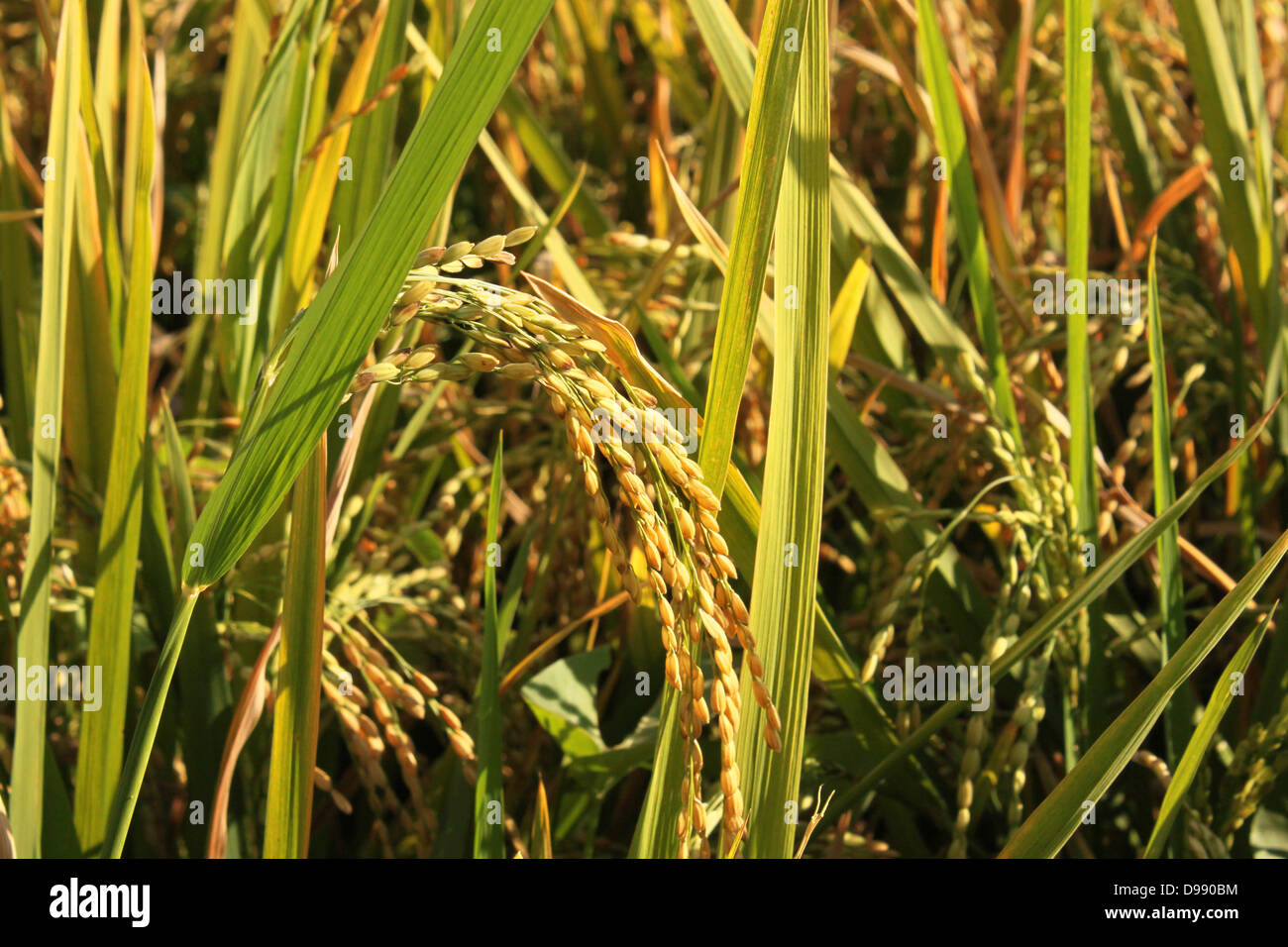 close up image of ripe Paddy Kerala India Stock Photo - Alamy