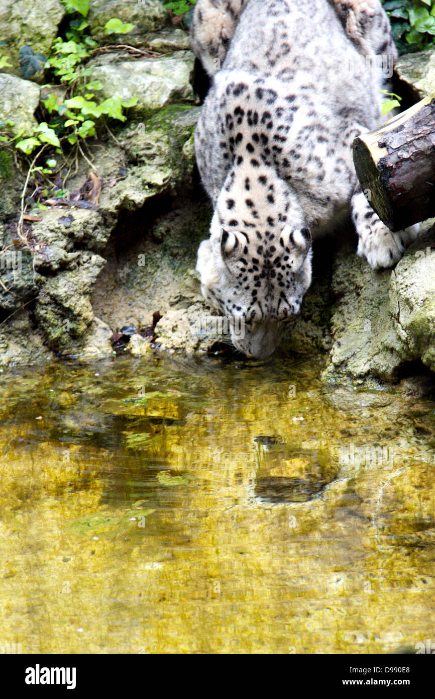 White leopard hi-res stock photography and images - Alamy