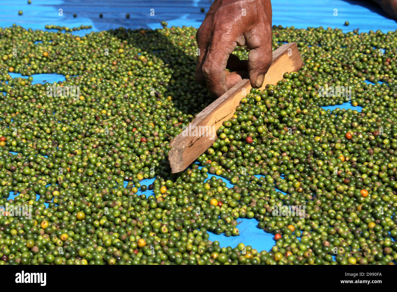 Spreading unripe drupes of black pepper to dry Kerala India Stock Photo ...