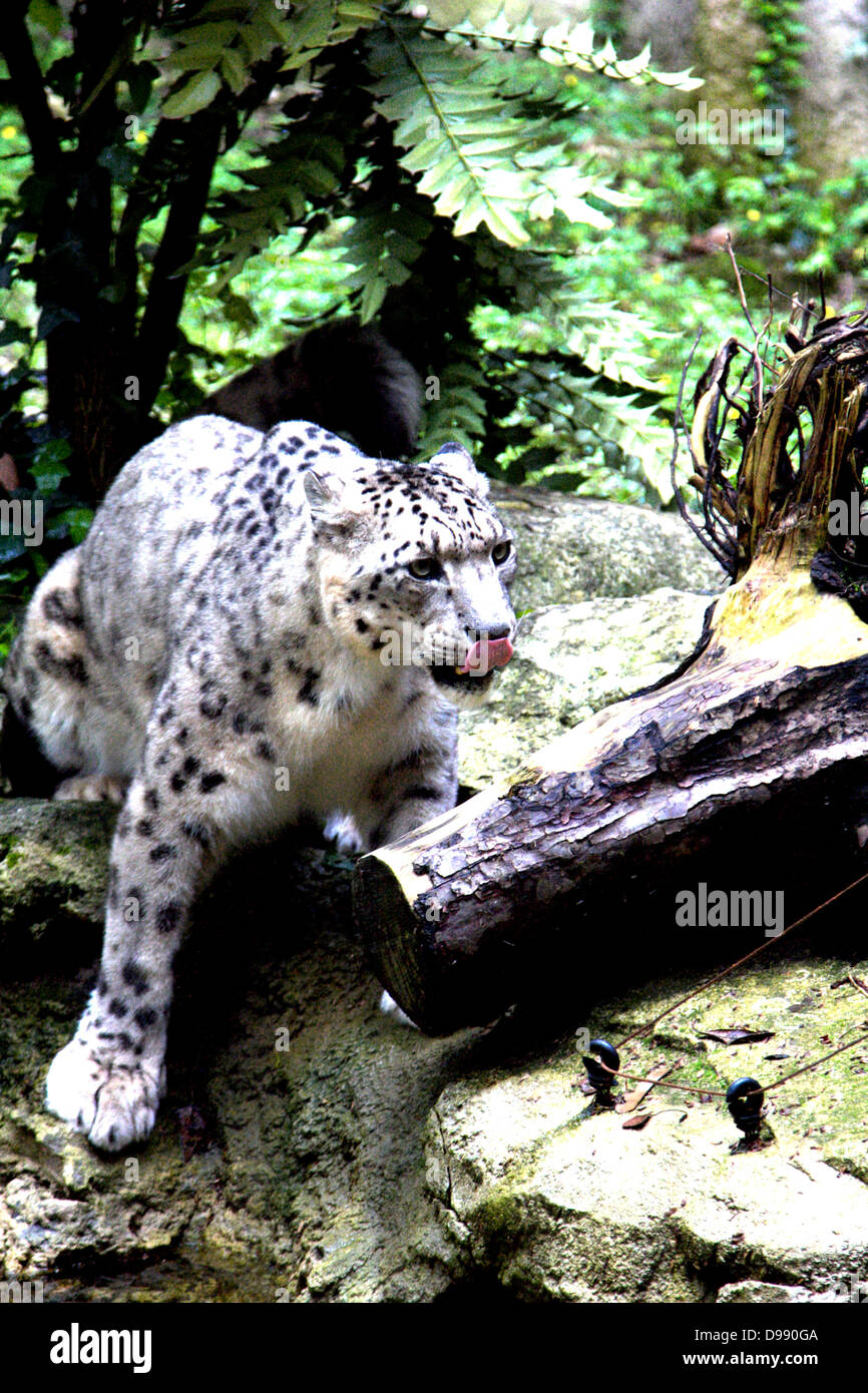 Snow leopard habitat hi-res stock photography and images - Alamy