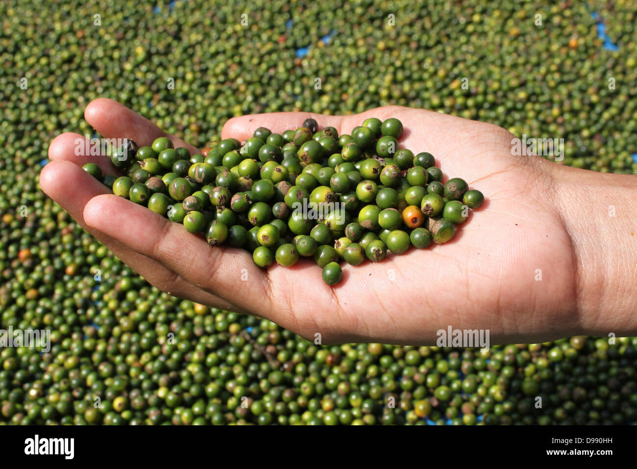 Unripe drupes of black pepper held on hand Kerala India Stock Photo - Alamy