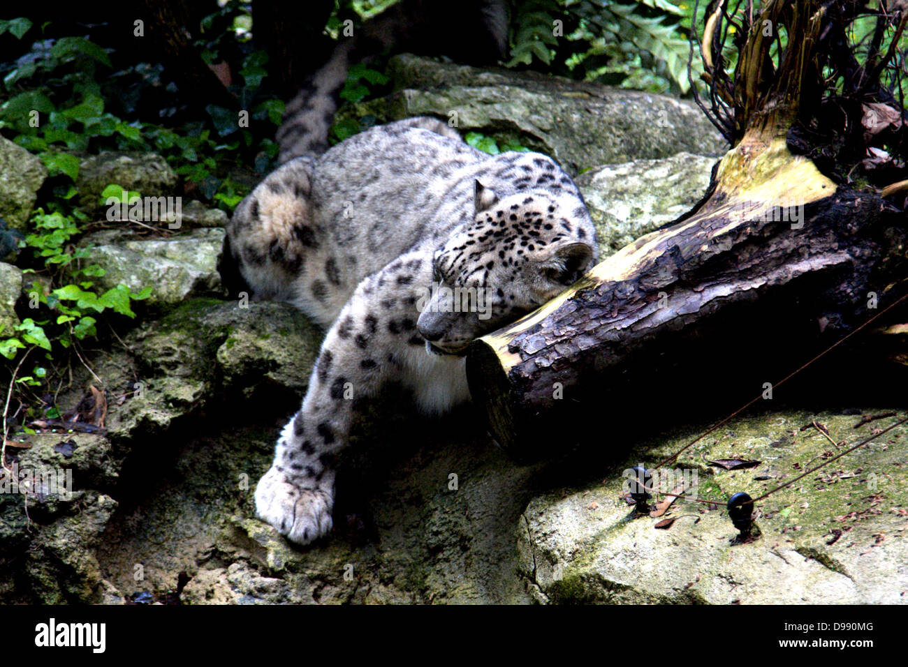 a white leopard Stock Photo - Alamy
