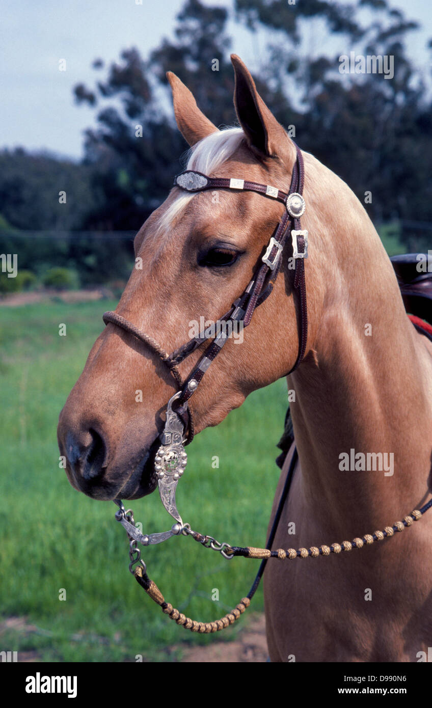 Palomino horse show hi-res stock photography and images - Alamy