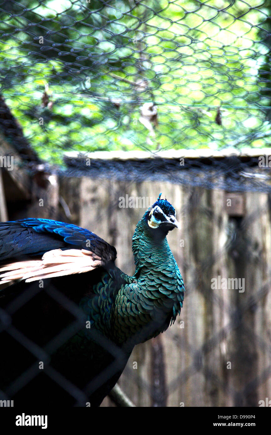 Pavo animal hi-res stock photography and images - Alamy