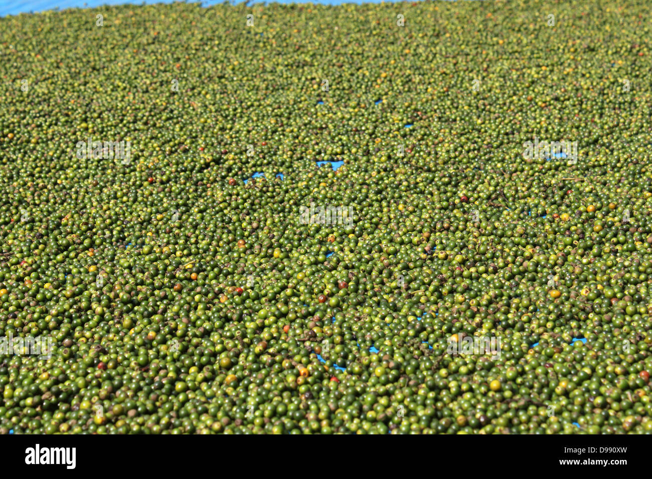 Unripe drupes of black pepper spread to dry Kerala India Stock Photo ...