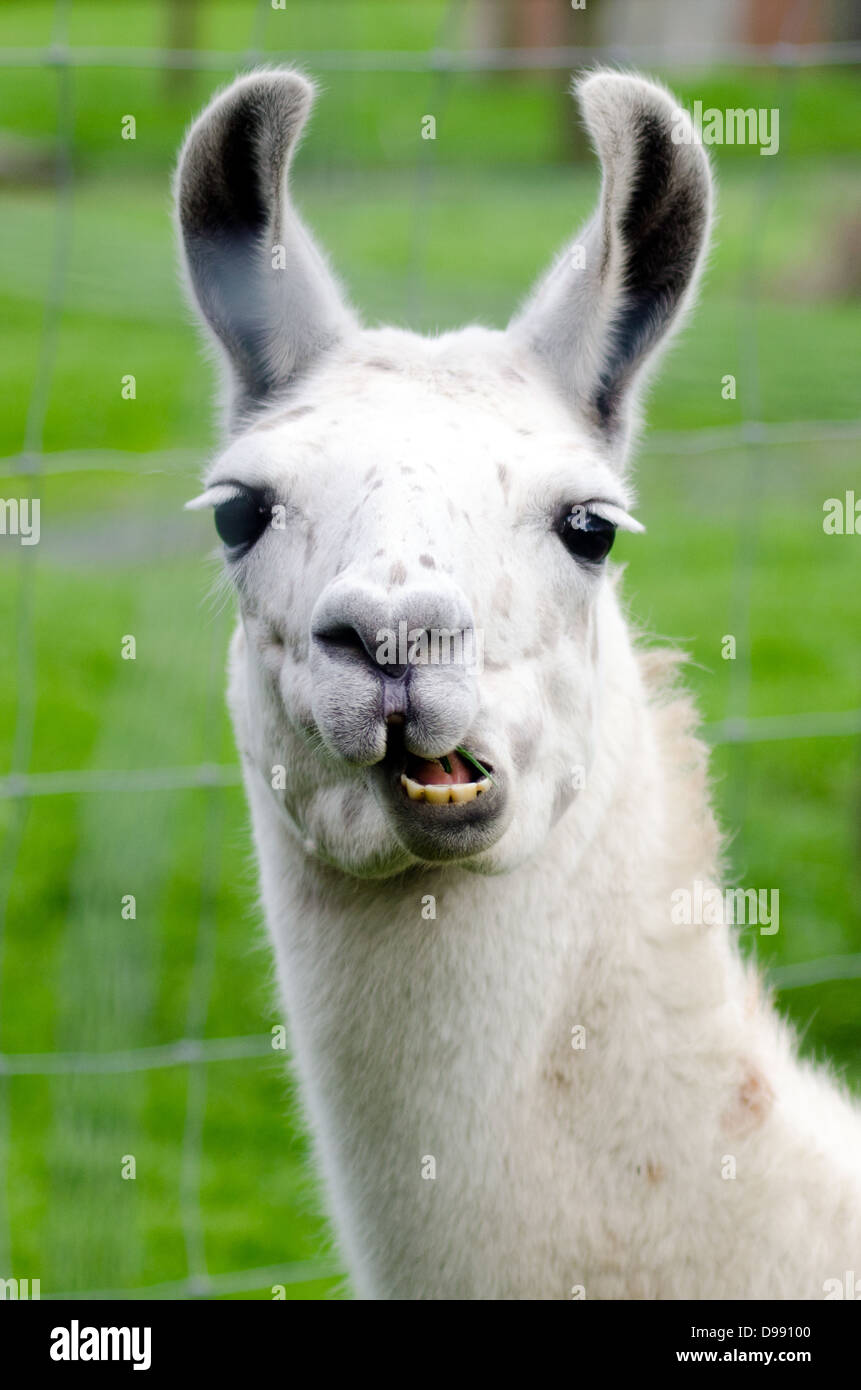 Images of LAMA - JapaneseClass.jp