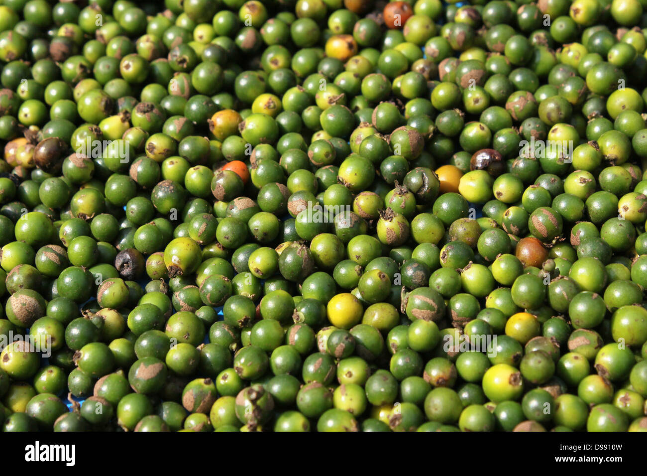 Green pepper drupes hi-res stock photography and images - Alamy