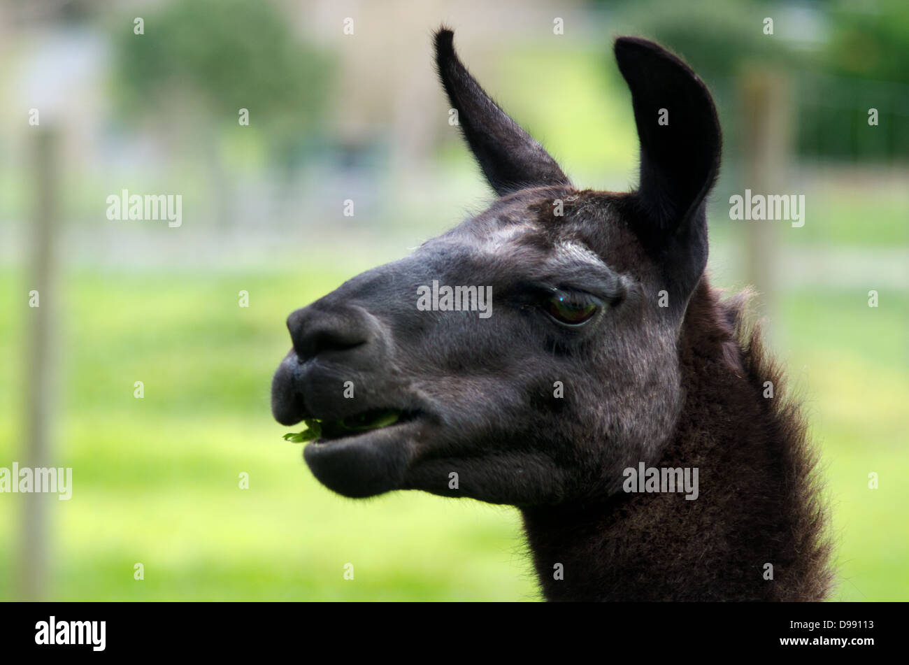 Black Lama High Resolution Stock Photography and Images - Alamy