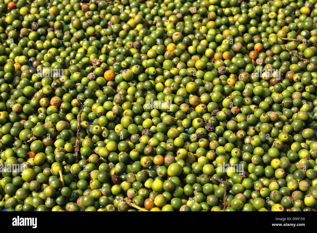 Unripe drupes of black pepper spread to dry Kerala India Stock Photo ...
