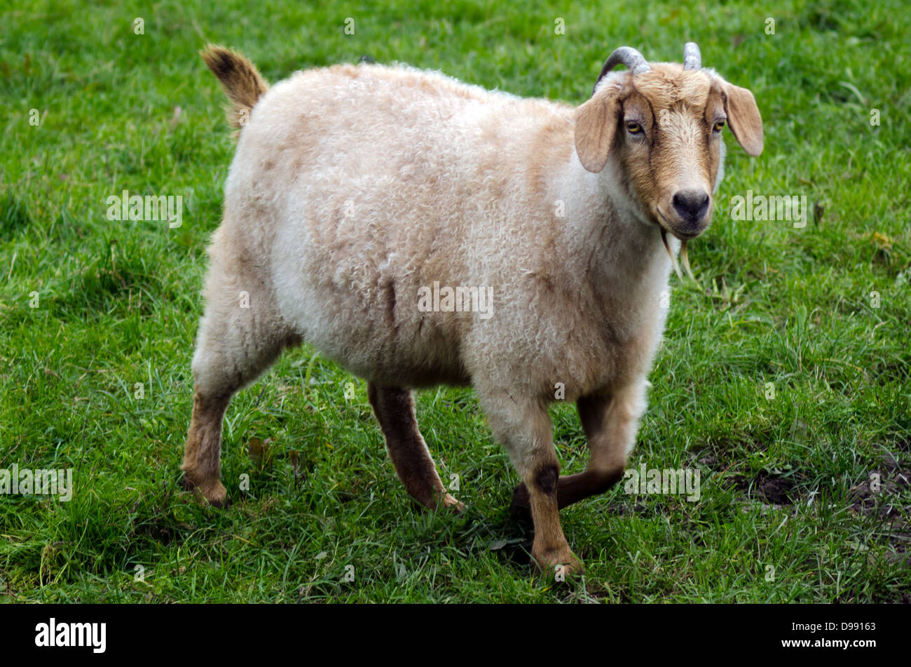 Female Goat High Resolution Stock Photography and Images - Alamy