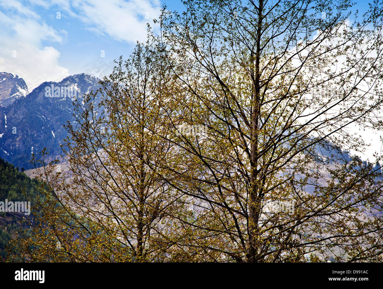 Trees with mountain range in the background, Manali, Himachal Pradesh ...