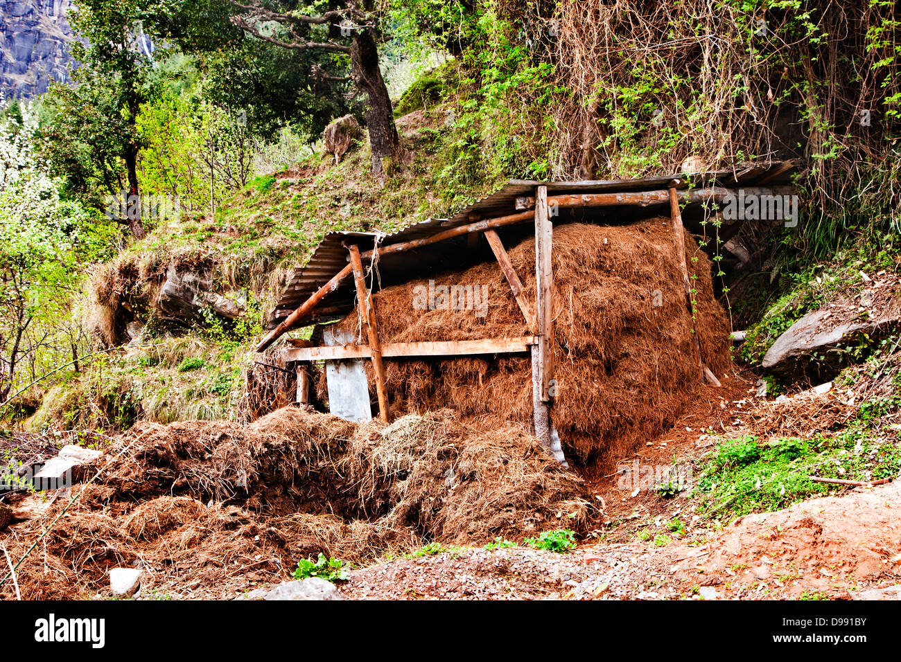 Trees on a hill, Manali, Himachal Pradesh, India Stock Photo - Alamy