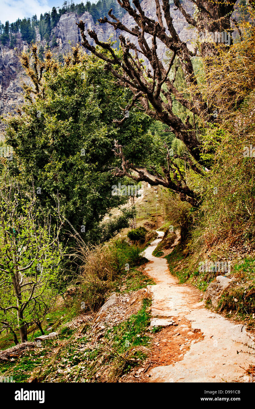 Dirt road passing through a forest, Manali, Himachal Pradesh, India ...
