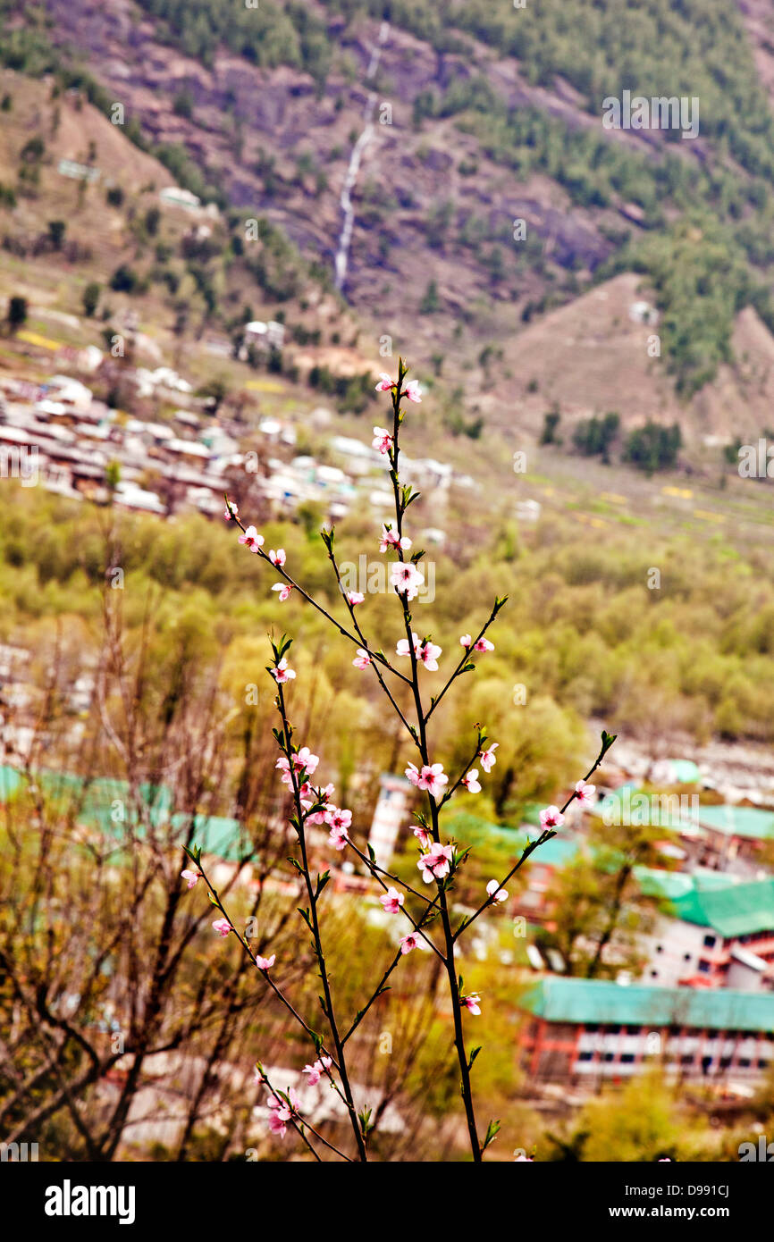 Flowers, Manali, Himachal Pradesh, India Stock Photo - Alamy