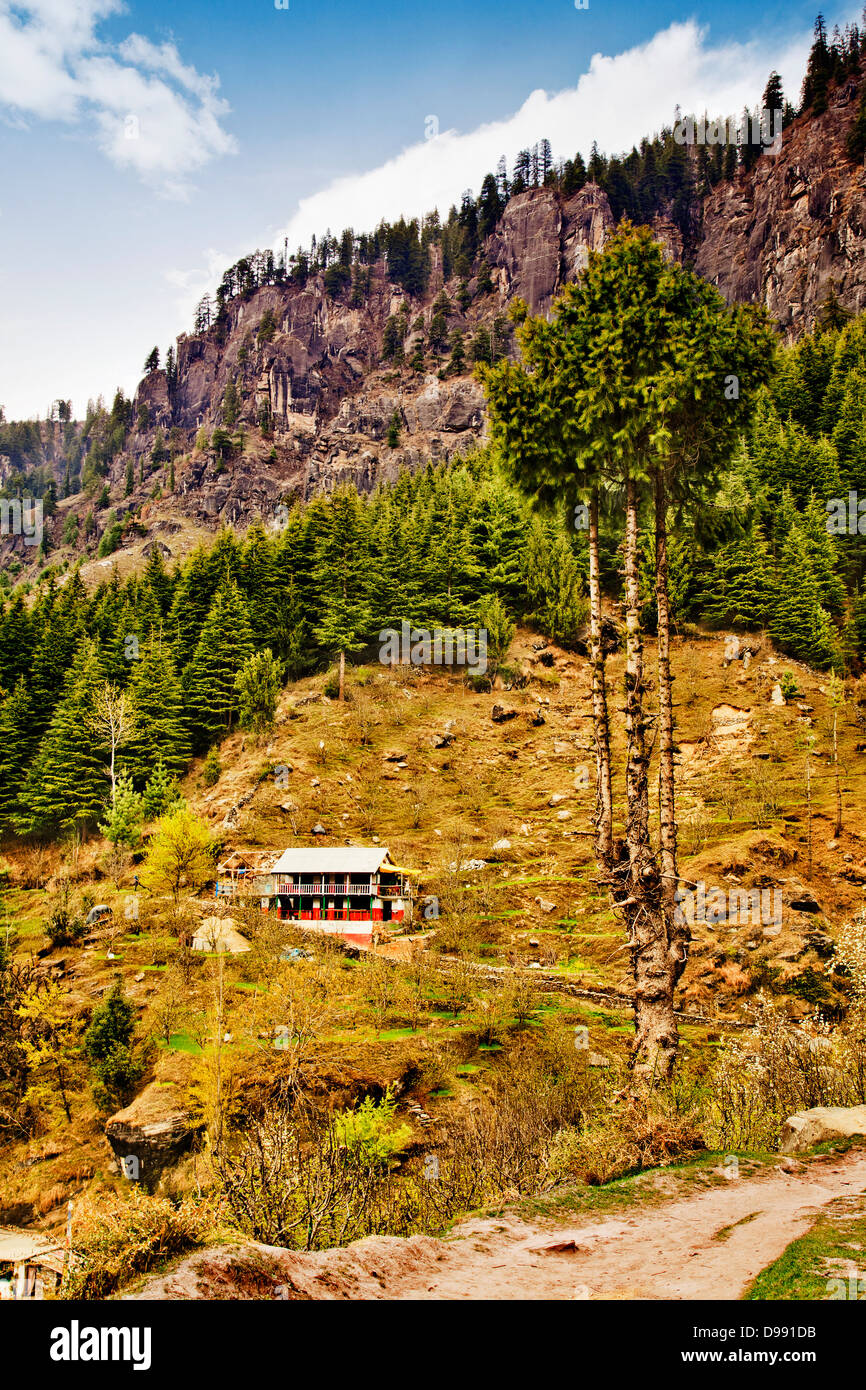 Trees on a hill, Manali, Himachal Pradesh, India Stock Photo - Alamy