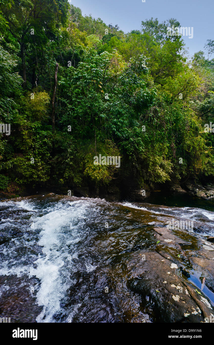 River flowing through a forest, Shillong, Meghalaya, India Stock Photo ...